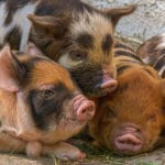 Animals at Farmer Palmer's | Farmer Palmer's - UK Farm Park