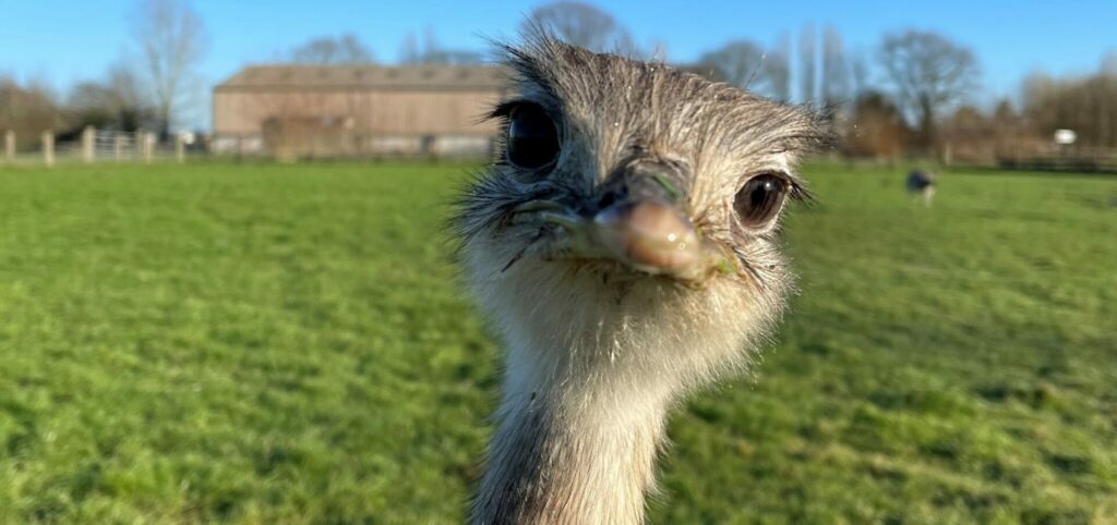 Chickens and Ducks | Farmer Palmer's Farm Park