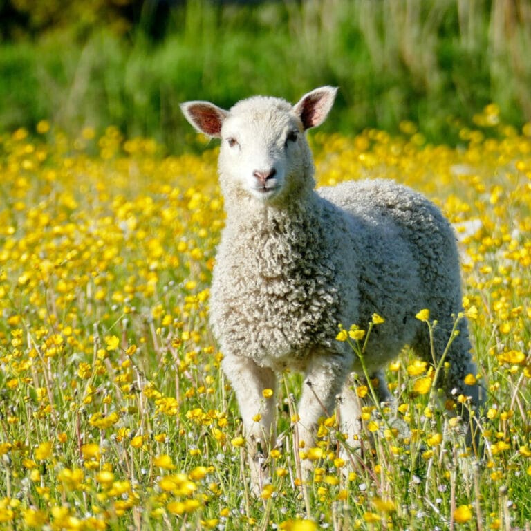 Animals | Farmer Palmer's Farm Park