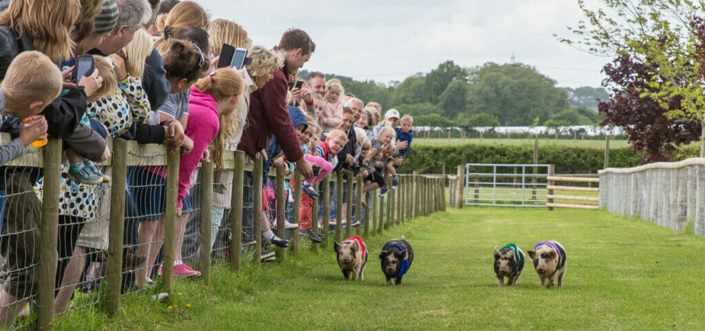 Pig Racing - Summer Activity | Farmer Palmer's Farm Park